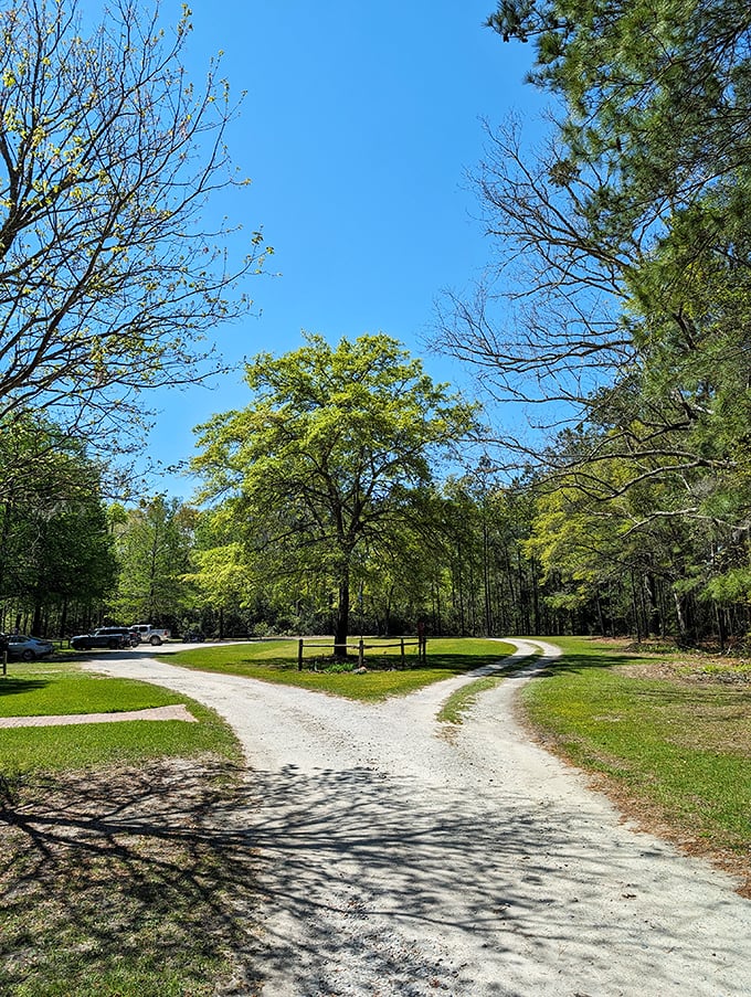 The road less traveled, now with 100% more greenery. Robert Frost would approve of this path, where every turn is a poetic adventure.