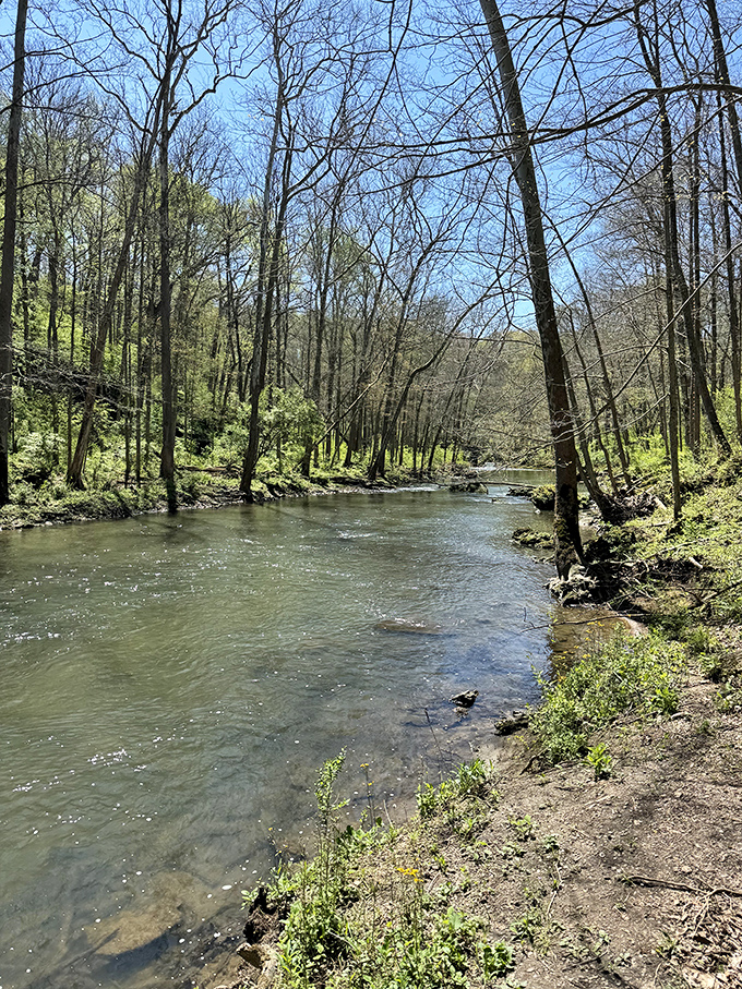 "Mother Nature's mirror: This serene river reflects not just the trees, but also your worries floating away."