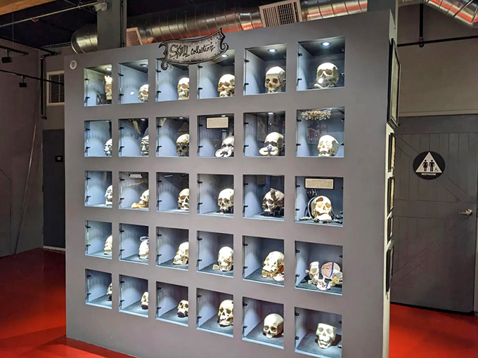 Heads up! This skull collection is a real mind-bender. It's like a yearbook for the afterlife, minus the awkward photos.