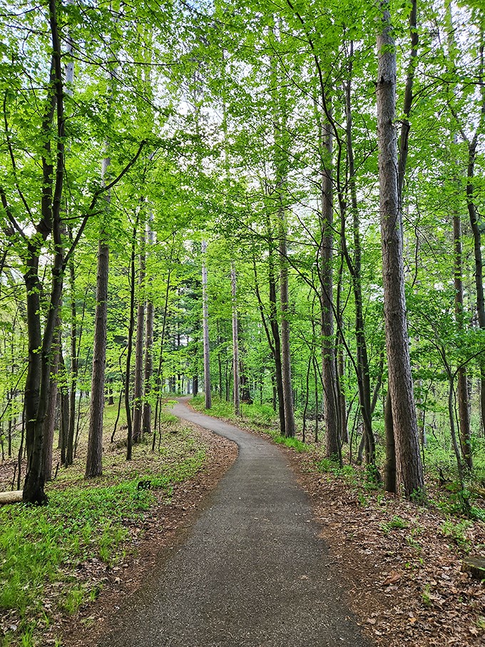 Follow the yellow brick road... er, winding forest trail. Each step promises a new discovery in this emerald wonderland.