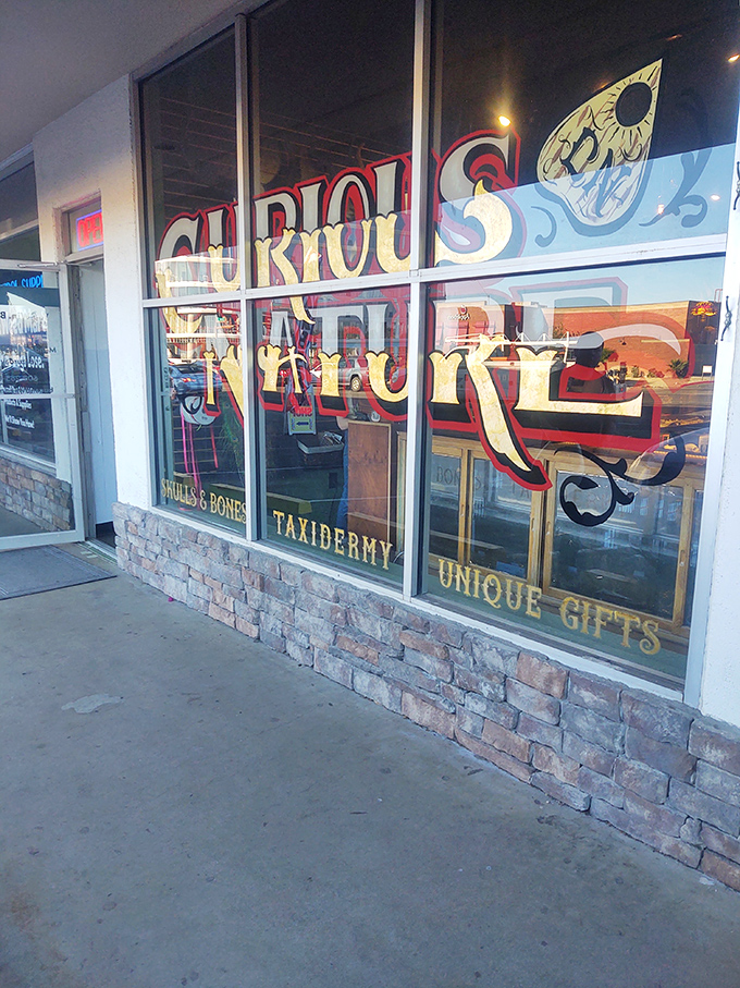 Curious Nature: Not your grandma's antique shop! Unless, of course, your grandma was Wednesday Addams.