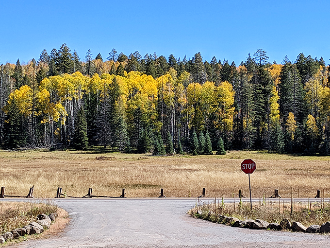 Hannagan Meadow: Arizona's secret mountain hideaway. At 9,100 feet, it's where desert dwellers go to remember what 'cold' feels like.