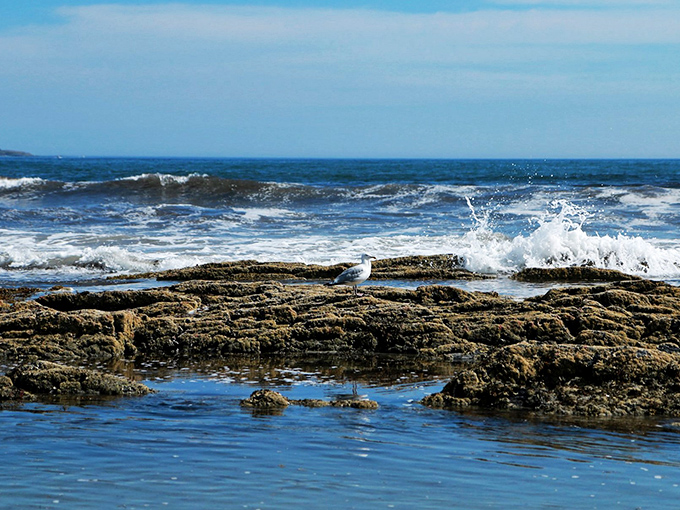 Surfboards and shipwrecks share the spotlight here. It's like 'Point Break' meets 'Pirates of the Caribbean' - Maine style!