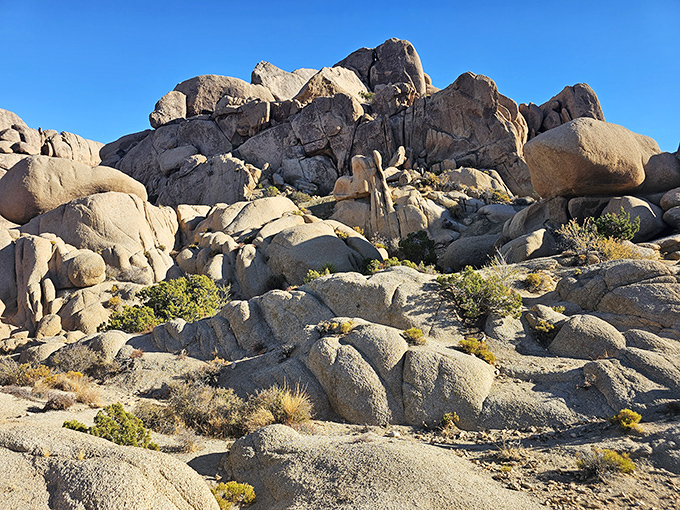 Joshua Tree's whimsical landscape: where Dr. Seuss's imagination meets the rugged beauty of the desert.
