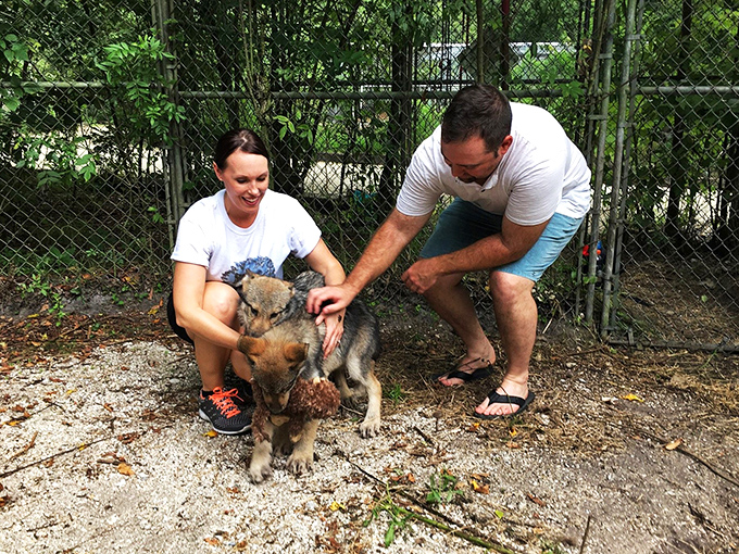 At St. Augustine Wild Reserve, big cats are living large. It's the purr-fect place for feline fanatics!