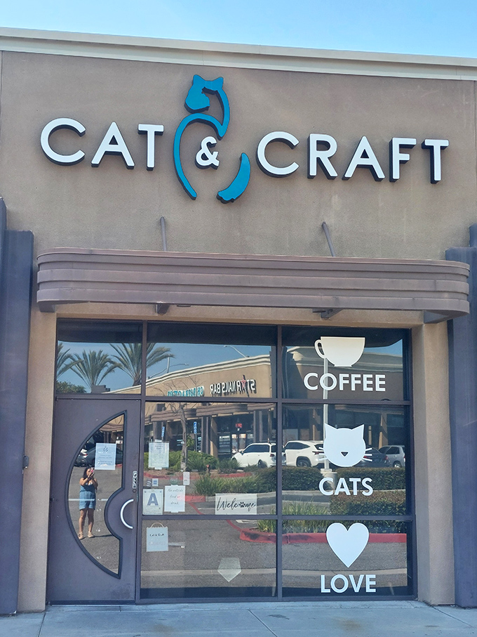 Craft beer and crafty cats &ndash; a combination so perfect, you'll wonder why you ever drank alone.