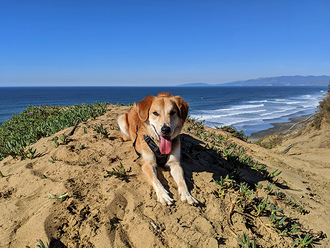 A magnificent sight! Enjoying the wide, wet sand and beautiful light on a perfect day at Fort Funston.