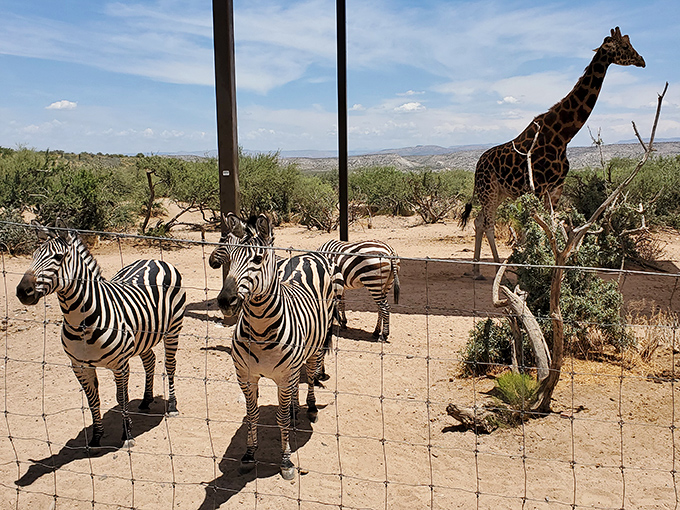 Talk about a room with a view! These zebras are living proof that stripes never go out of style in the animal kingdom.