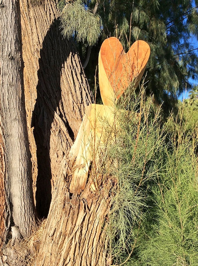 Nature's own Valentine! This heart-shaped growth is proof that even in the toughest environments, love finds a way. Talk about a tree with character!