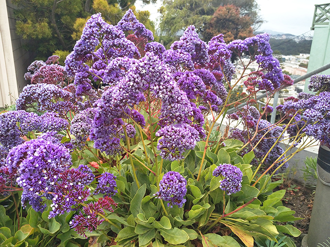 Purple haze, all in my brain! This sea lavender is so vibrant, Jimi Hendrix would've written a song about it.