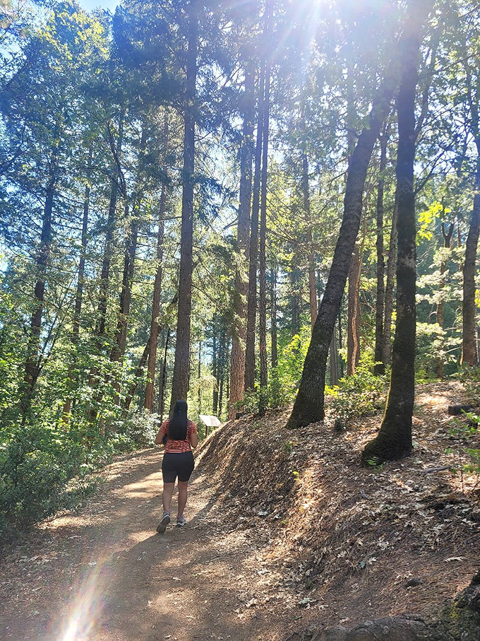 Sunlight dapples the trail, creating a magical pathway through the woods. Who needs yellow bricks when you've got golden California sunshine?