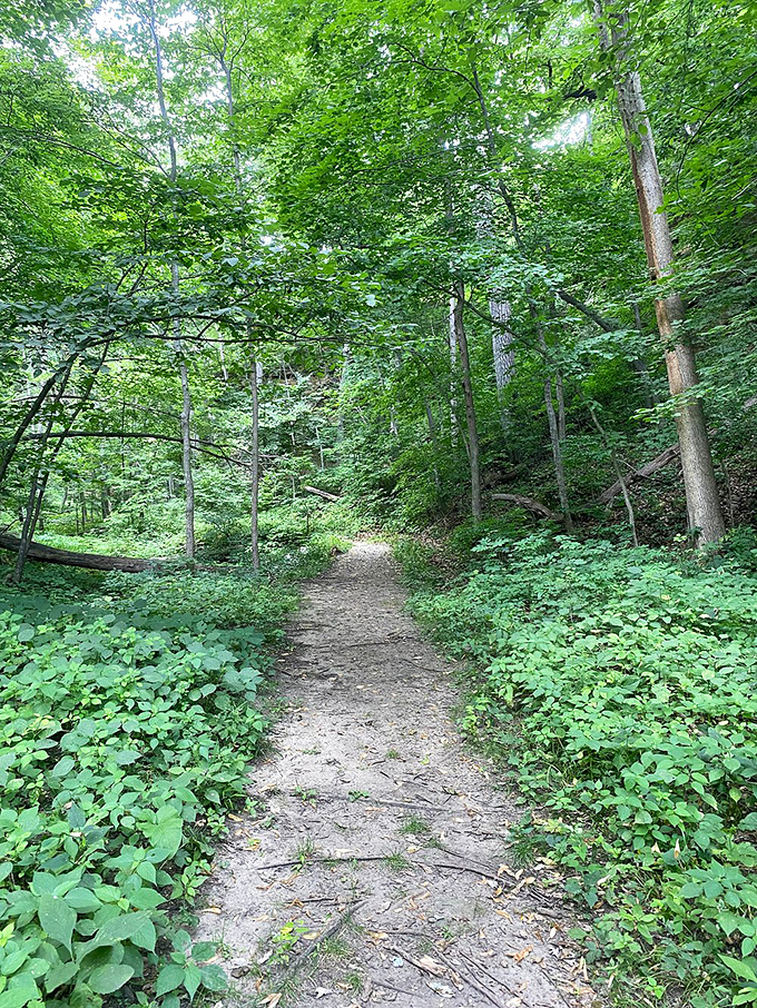 "Where every step is a story waiting to be told." This winding trail through lush greenery promises adventure for hikers of all levels.