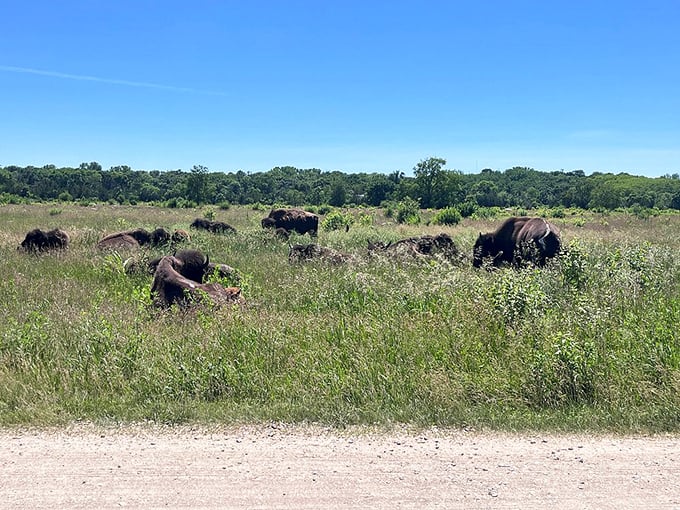 Bison in Minnesota? You bet! These shaggy giants are living proof that you can take the prairie out of the West, but not the West out of the prairie.