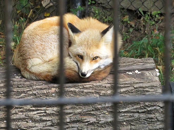 Fantastic Mr. Fox, is that you? This cunning creature looks like he's plotting his next chicken coop heist.