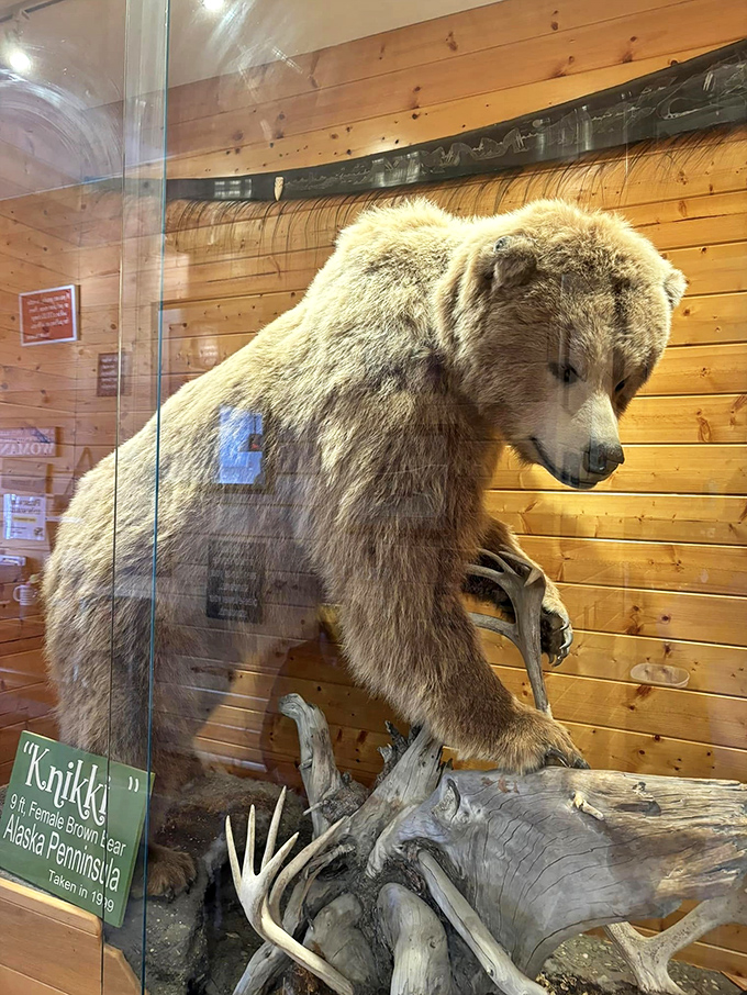 Meet Knikki, the restaurant's very own bear-in-residence. Don't worry, he's more interested in posing than stealing your breakfast!