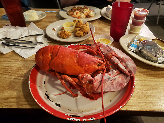 The king of crustaceans has arrived! This lobster looks ready for its close-up - and your plate.