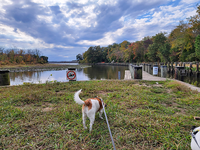 Paw-fect day out: Even four-legged friends can't resist Martinak's charms. This pup's living its best life, one sniff at a time.