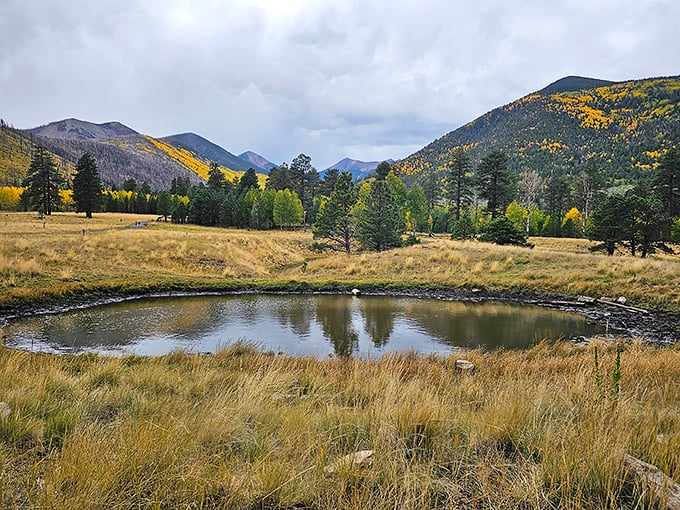Mirror, mirror in the meadow, what's the fairest view of all? Spoiler alert: It's this serene pond reflecting nature's splendor.