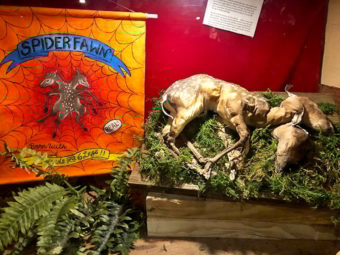 Oh deer! This "Spider-fawn" exhibit gives new meaning to the term "hybrid animal." It's like Mother Nature went on a creative bender.