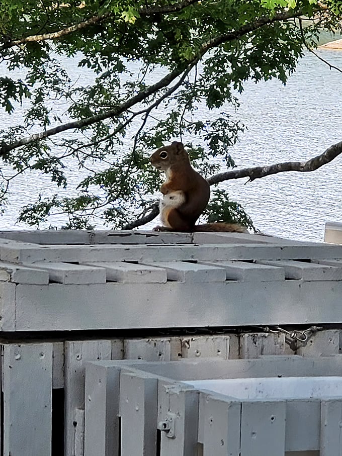 Squirrel!... Wait, is this little guy auditioning for the next Disney movie? He's got 'main character energy' written all over him.