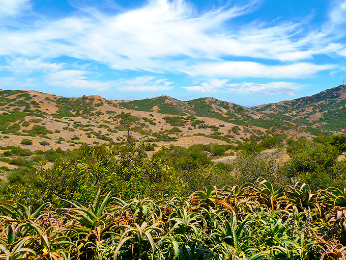 Island idyll: Rolling hills meet azure skies in Catalina's interior. It's like the Windows XP wallpaper, but with a chance of bison.