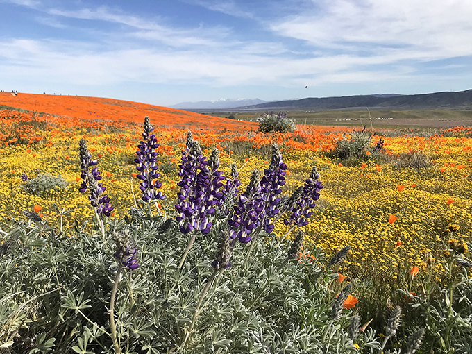 A floral rainbow! Purple lupines join the poppy party, creating a color palette that would make Monet jealous.