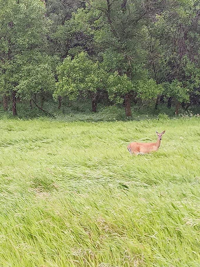 Deer me! This gentle creature is Fort Ransom's official welcoming committee. No handshakes required, just a mutual appreciation for personal space.