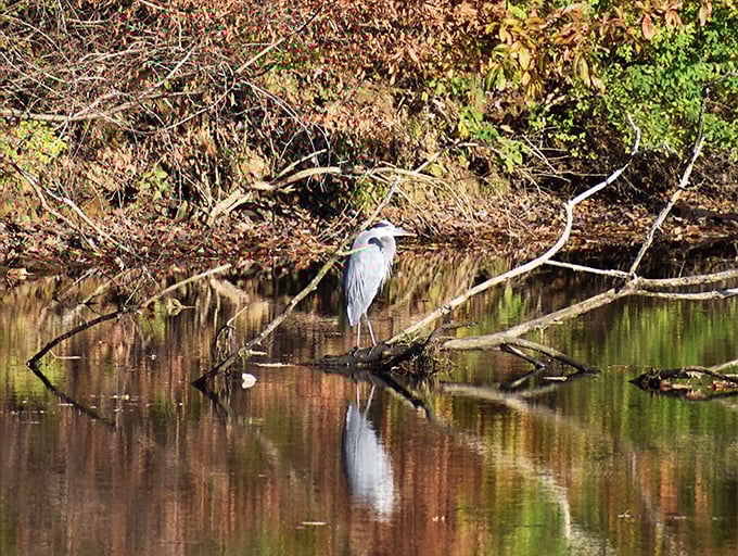 Heron today, gone tomorrow! This elegant bird strikes a pose, reminding us that sometimes the best moments in nature are the quiet ones.