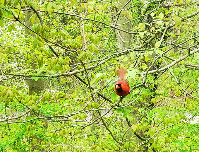 Meet the park's official welcoming committee! This cardinal's got the best seat in the house, serving up a pop of color against nature's green canvas.
