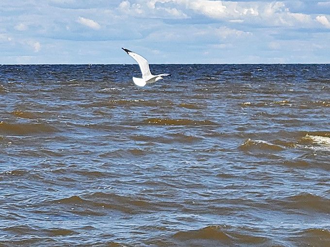 Seagull in flight: Nature's own acrobat show. Watch as this feathered daredevil navigates the breeze, probably judging your beach snacks from above.