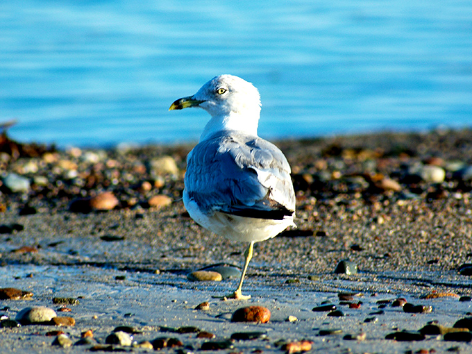 Seagull side-eye. This feathered local seems to be judging your snack choices. Remember, sharing is caring, but maybe not with this sassy beach resident.