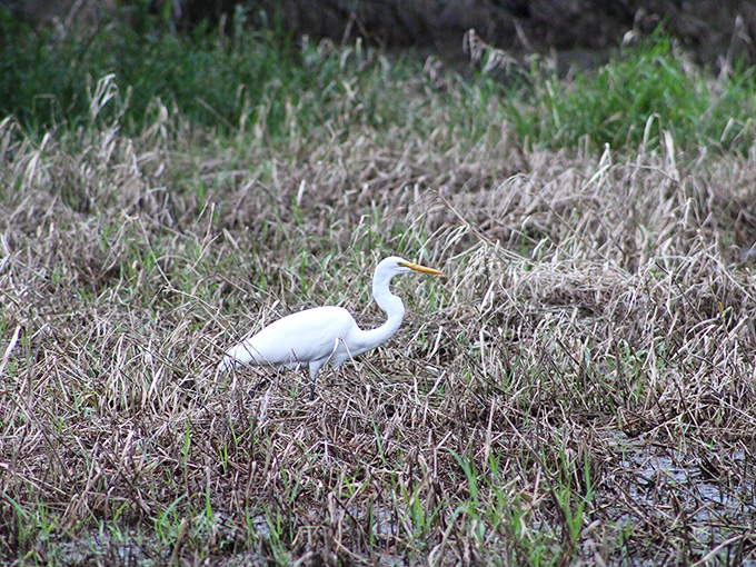 Meet Florida's fashion icon &ndash; the great egret. Strutting its stuff on nature's runway, always dressed in impeccable white. 