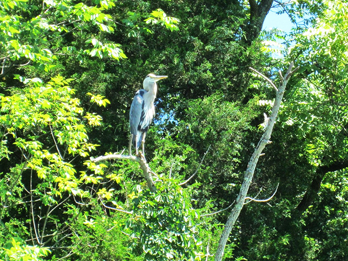 Feathered paparazzi! This great blue heron's got the best seat in the house for birdwatching. Talk about a bird's eye view of the park!
