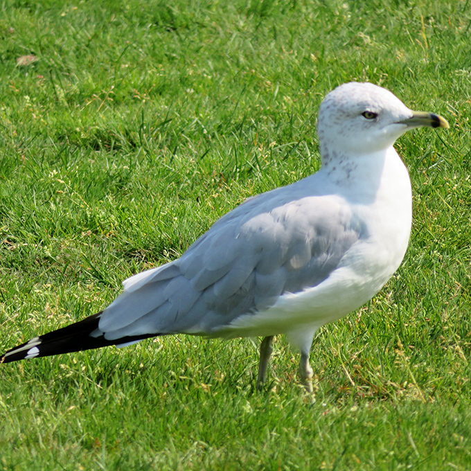 Meet the local welcoming committee: a seagull with an attitude that screams, "Yeah, I run this joint."