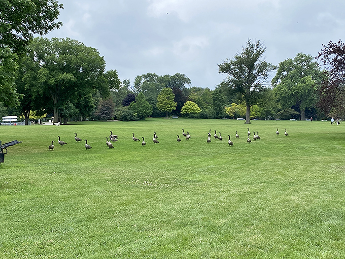 The local welcoming committee! These geese have mastered the art of social distancing long before it was cool. Take notes, humans.