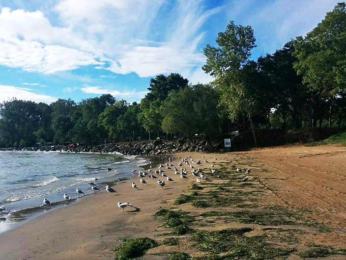 "Seagull convention in session: Discussing the finer points of french fry theft." These feathered residents gather on the beach, plotting their next move in the eternal human-gull chess match.