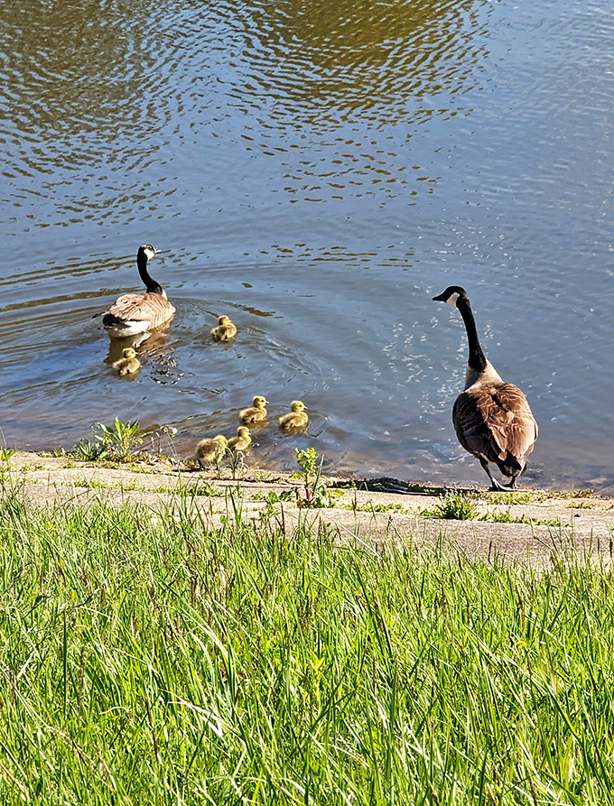 Move over, Swan Lake! These geese and their fluffy entourage are putting on a water ballet that would make Tchaikovsky jealous.