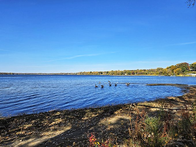 Duck, duck, grey duck! These feathered friends are living their best Minnesota life on Medicine Lake's pristine waters.
