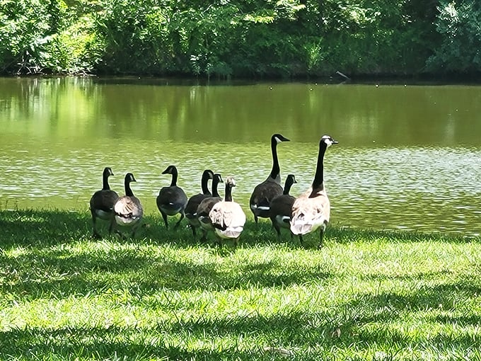The local welcoming committee struts their stuff. These geese have more swagger than a boy band on tour.