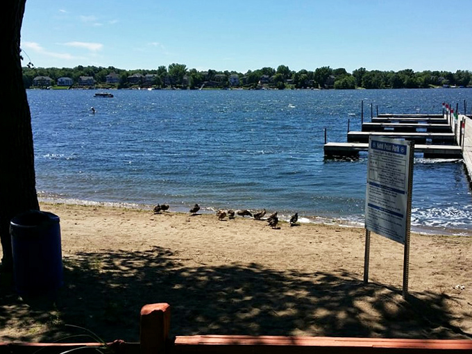 A flock of feathered friends strikes a pose, as if auditioning for the Minnesotan remake of "The Birds" - a much friendlier version, of course.