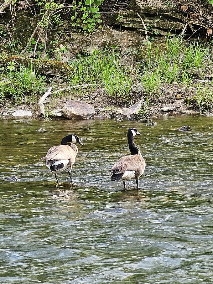"Goose crossing! These feathered locals don't need a GPS to navigate their watery highways."