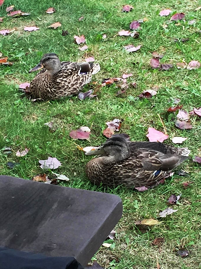 Duck, duck, goose? Nah, just nature's welcoming committee, ready to judge your breadcrumb offerings. Tough crowd, but oh so cute!