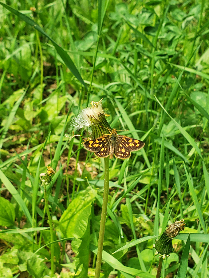 Nature's own fashion show: This dapper butterfly strikes a pose, showing off its wing bling like it's on a tiny runway.
