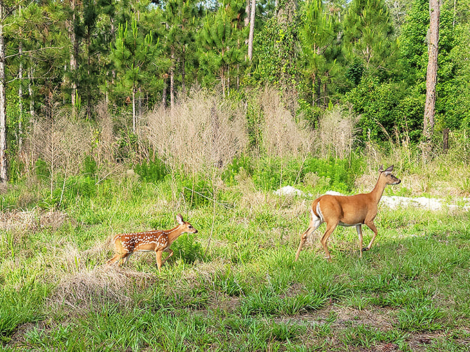 Deer in Highlands Hammock State Park: Nature's own welcoming committee. It's like Disney's Bambi come to life, but without the tragic backstory.