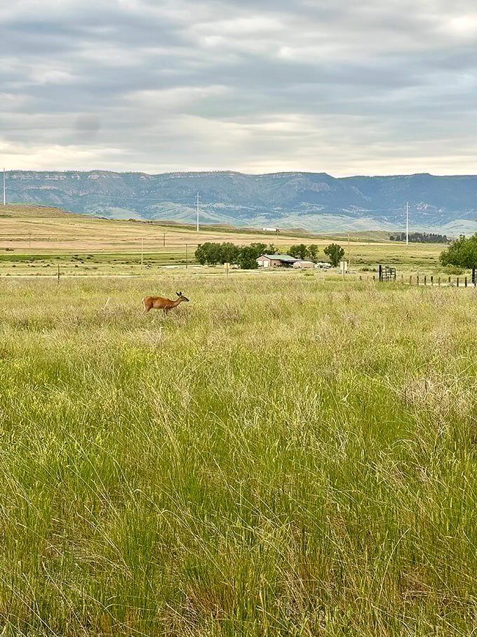 "Oh deer, what do we have here? This graceful visitor is giving us major Bambi vibes in the golden Wyoming grasslands."