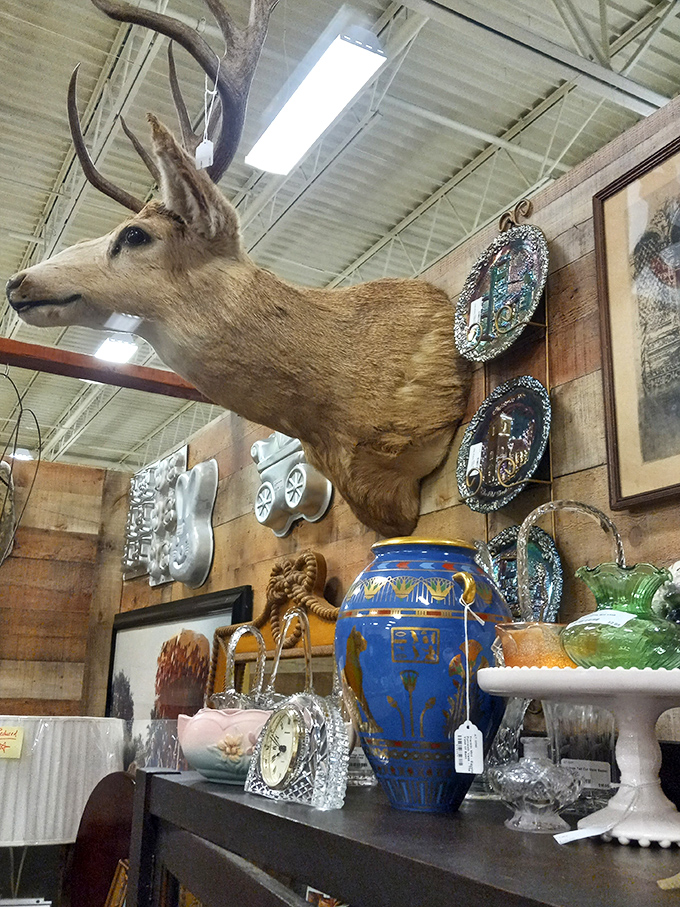 Oh deer, what a sight! This mounted buck keeps a watchful eye over a menagerie of curios below.