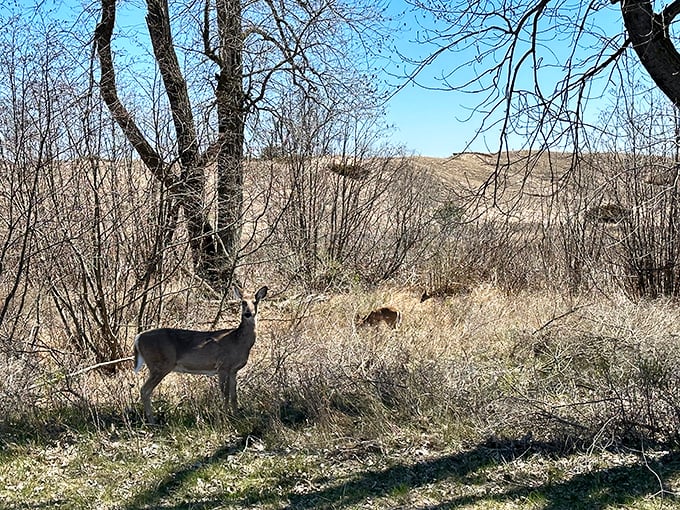 Oh deer! Looks like we've stumbled upon a local resident doing their morning rounds. Talk about free lawn maintenance!