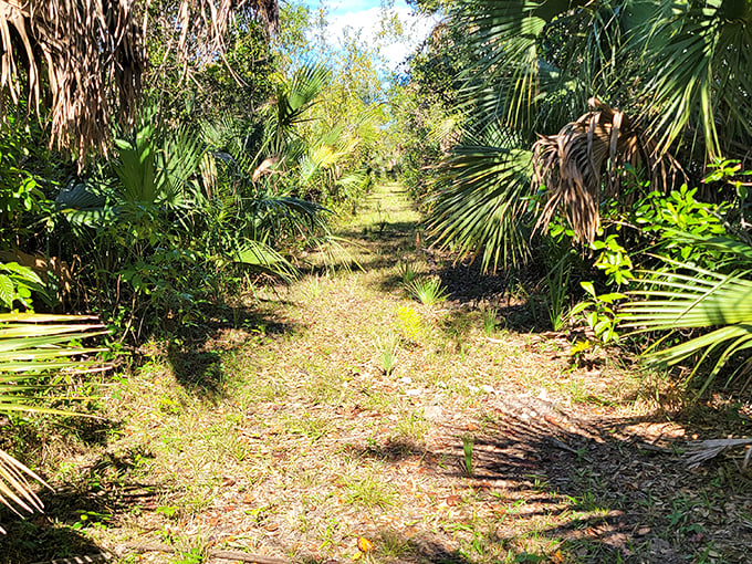 Nature's red carpet, minus the paparazzi. This path leads to the Oscars of wildlife watching.