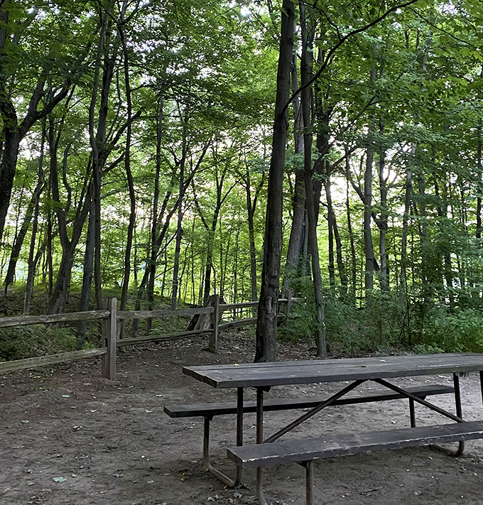 Picnic paradise found! This shaded spot is perfect for enjoying a sandwich and some squirrel-watching &ndash; they're nature's comedy show.