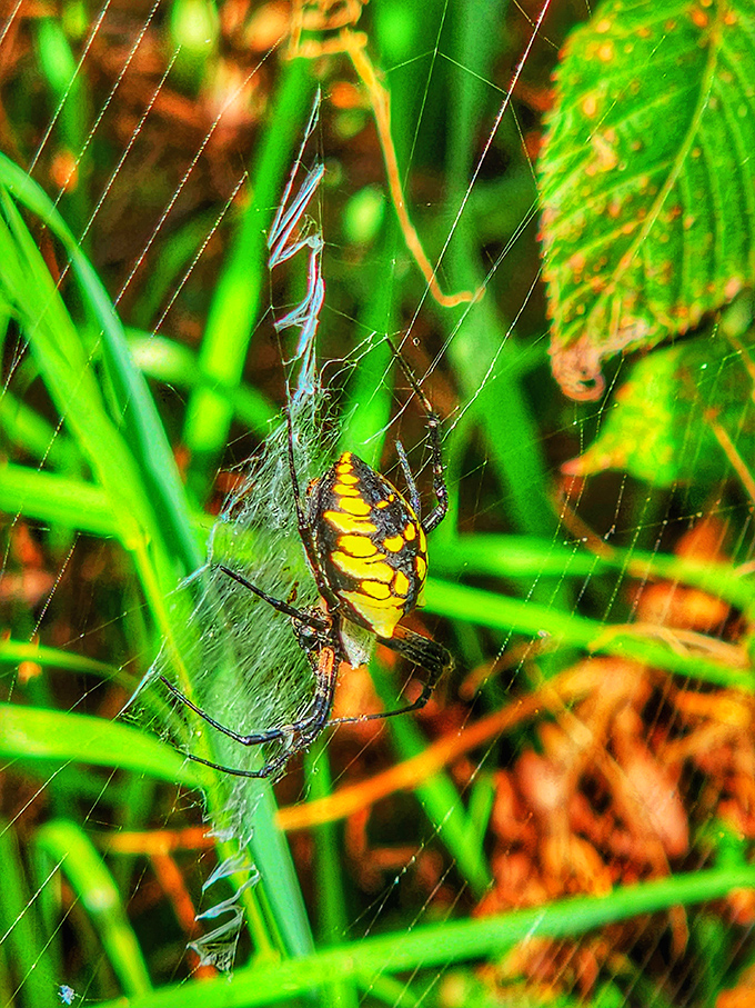 Nature's own Charlotte, weaving her web. No messages about terrific pigs here, just a stunning display of arachnid architecture.